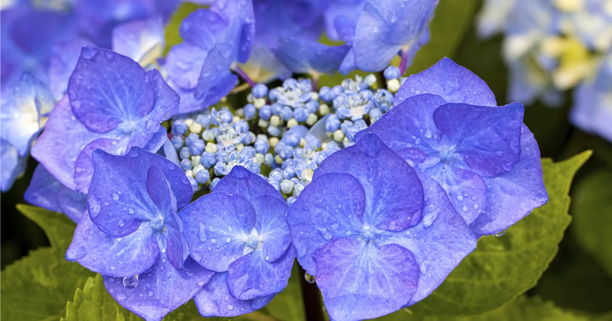 Hydrangea 'Black Steel'®, Gartenhortensie 'Black Steel'® - Baumschule ...