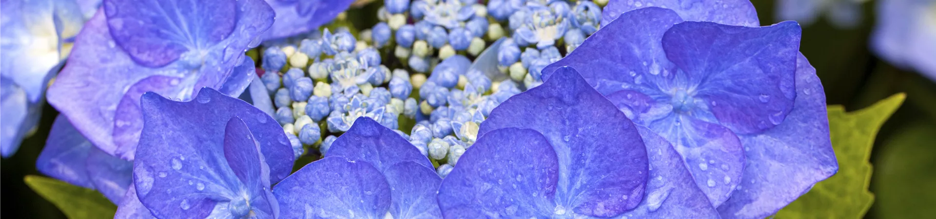 Hydrangea 'Black Steel'®, Gartenhortensie 'Black Steel'® - Baumschule ...
