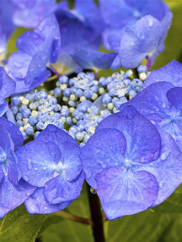 Hydrangea 'Black Steel'®, Gartenhortensie 'Black Steel'® - Baumschule ...