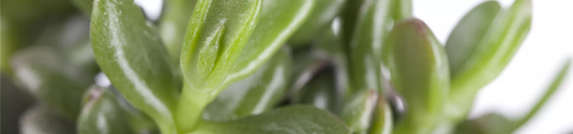 Crassula ovata, Geldbaum - Baumschule Schumann