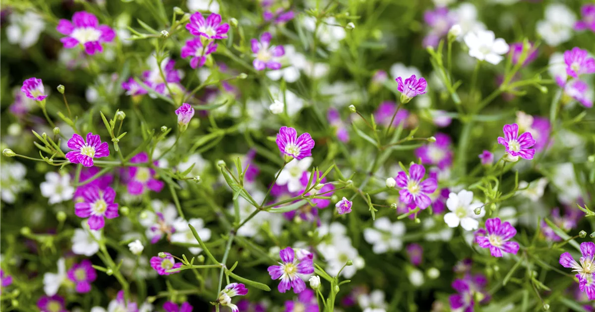 Gypsophila muralis, Mauer-Gipskraut - Baumschule Schumann