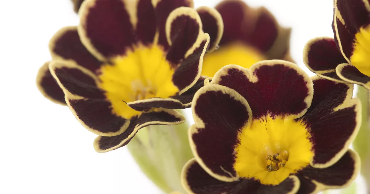 Primula elatior 'Victoriana', Hohe Schlüsselblume 'Victoriana ...