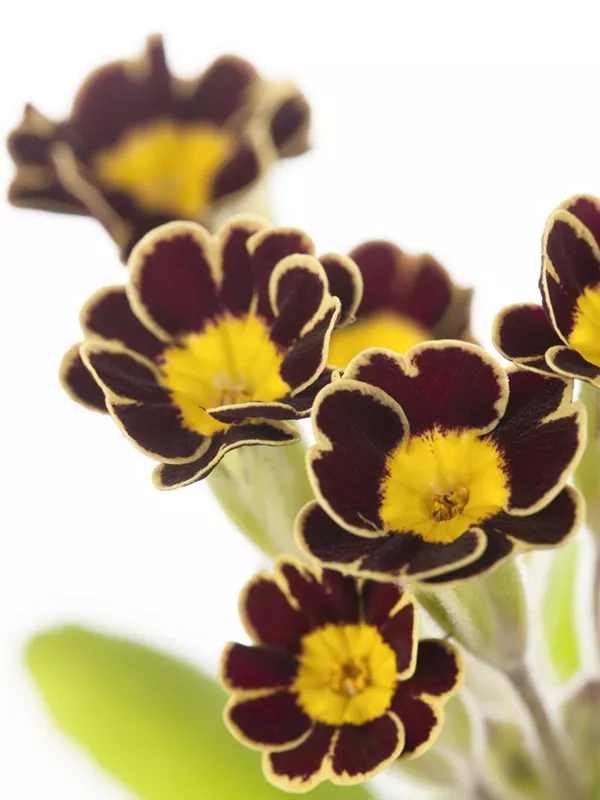 Primula elatior 'Victoriana', Hohe Schlüsselblume 'Victoriana ...