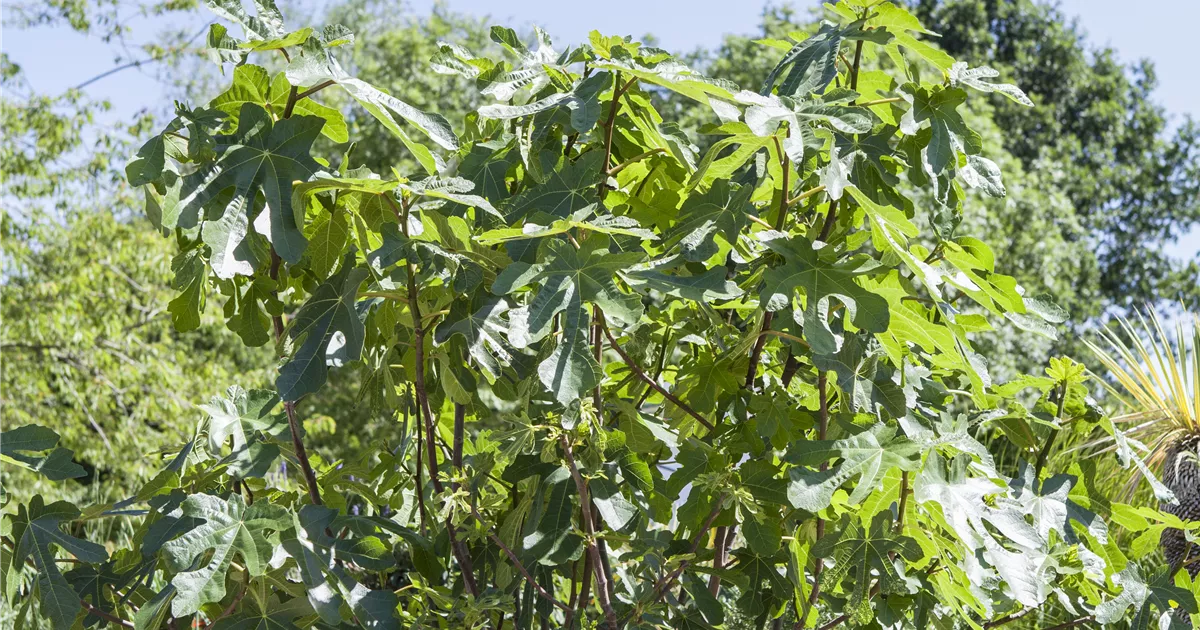 Ficus carica, Echte Feige - Baumschule Schumann