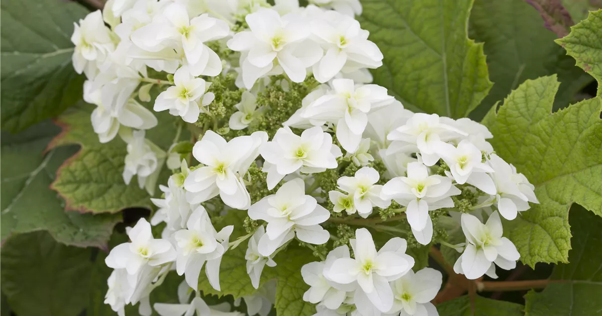 Hydrangea 'Hovaria'®, Bauernhortensie 'Hovaria'® - Baumschule Schumann