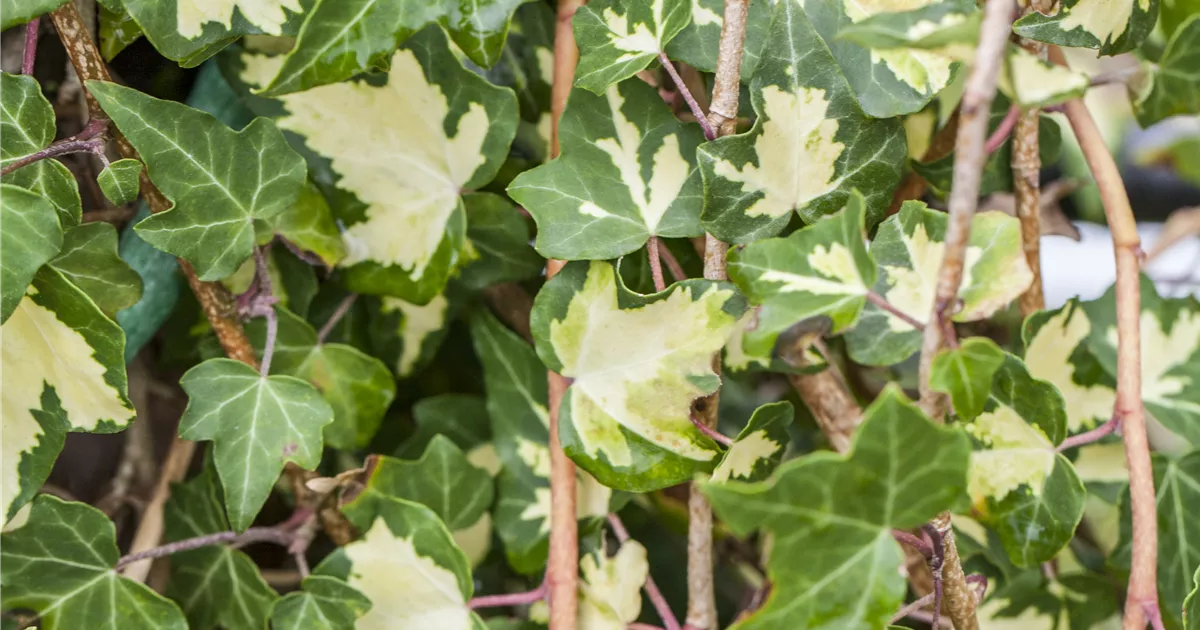 Hedera helix 'Goldheart', Gelbbunter Efeu 'Goldheart' - Baumschule Schumann