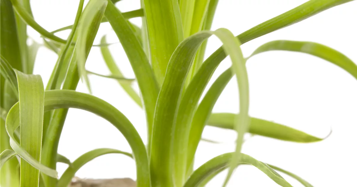 Beaucarnea recurvata, Elefantenfuß - Baumschule Schumann