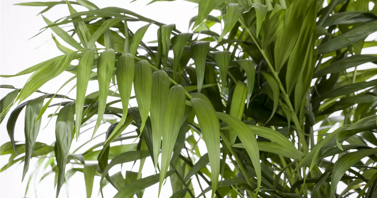 Chamaedorea elegans, Mexikanische Bergpalme - Baumschule Schumann