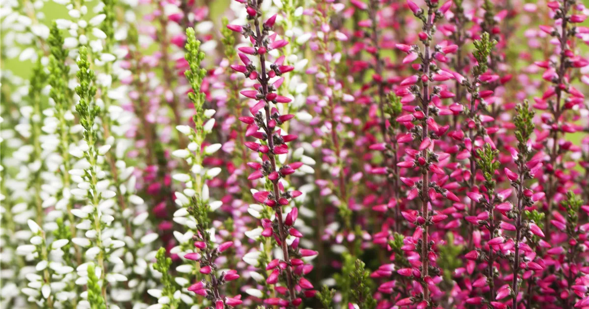 Calluna vulgaris Trio-Girls®, Winterharte Knospenheide Trio-Girls ...