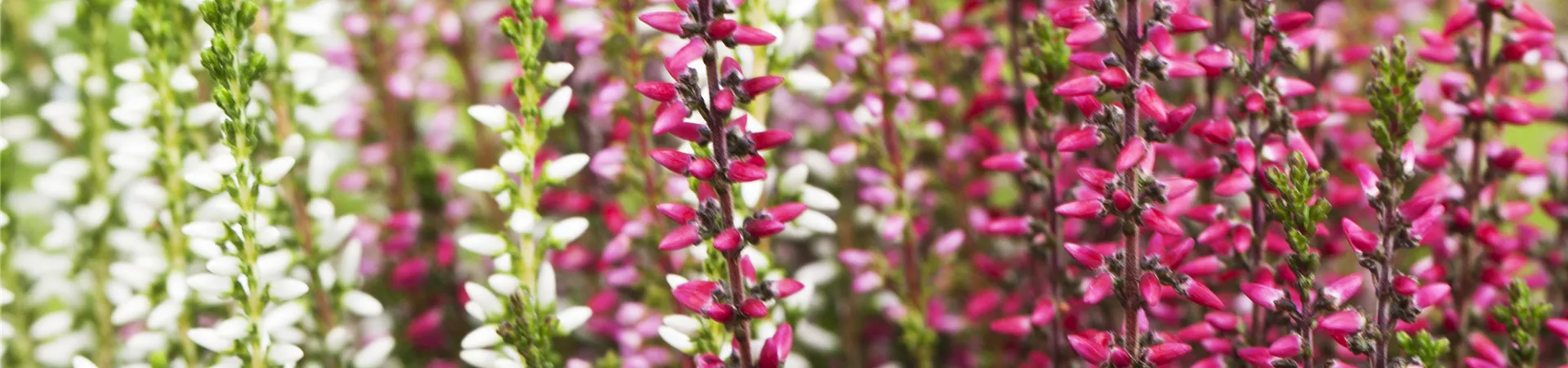Calluna vulgaris Trio-Girls®, Winterharte Knospenheide Trio-Girls ...