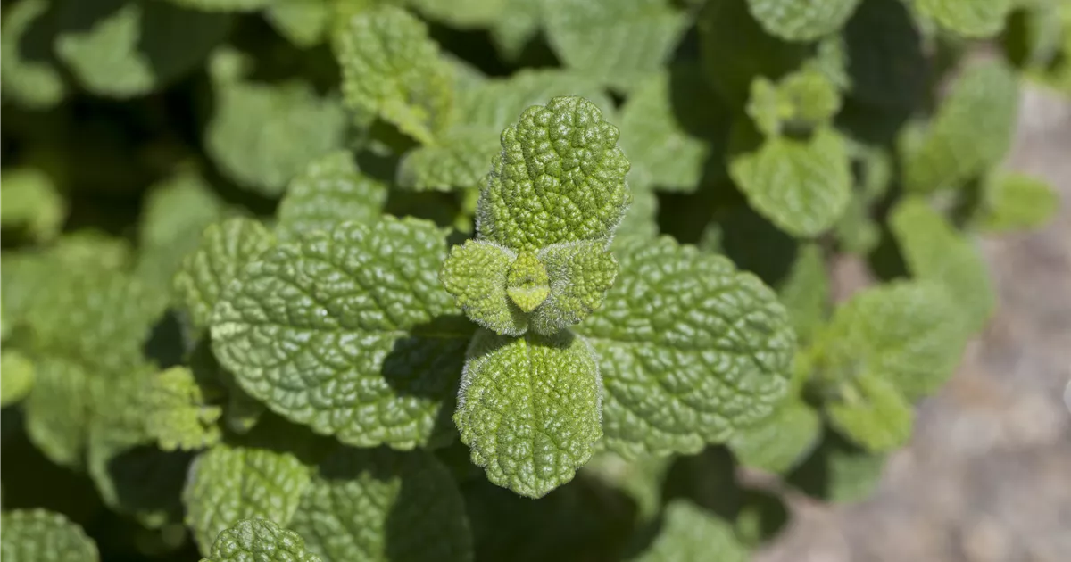 Mentha species, Minze - Baumschule Schumann