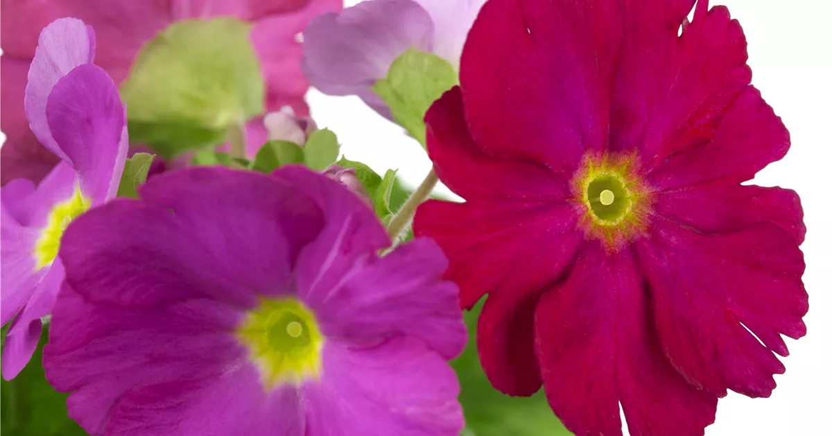 Primula obconica 'Touch Me'®, Becher-Primel 'Touch Me'® - Baumschule ...