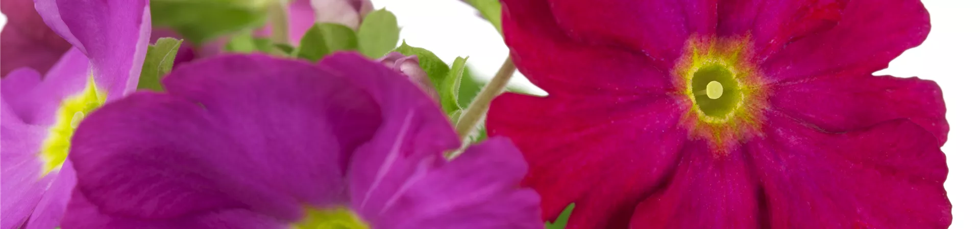 Primula obconica 'Touch Me'®, Becher-Primel 'Touch Me'® - Baumschule ...