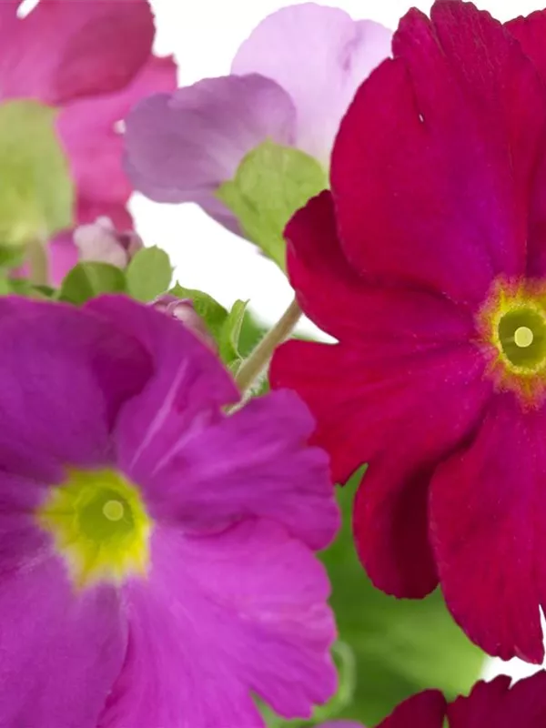 Primula obconica 'Touch Me'®, Becher-Primel 'Touch Me'® - Baumschule ...
