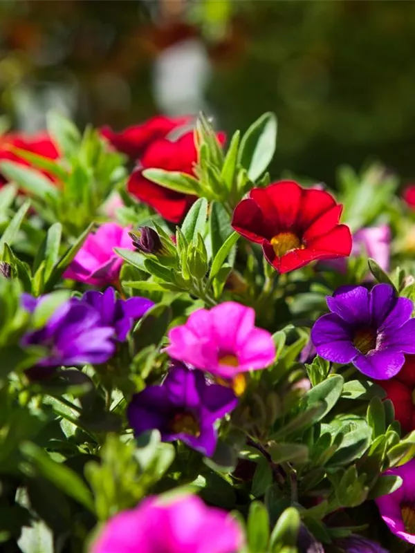 Calibrachoa 'Trixi'®, Zauberglöckchen - Baumschule Schumann