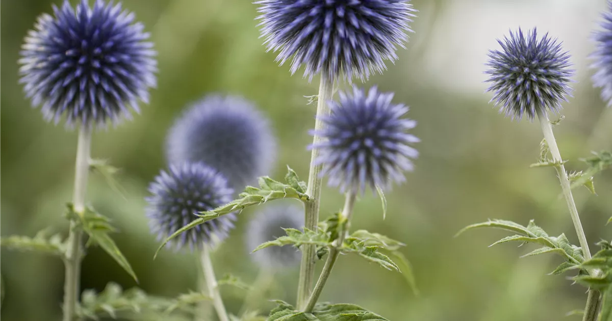 Echinops ritro, Kugeldistel - Baumschule Schumann