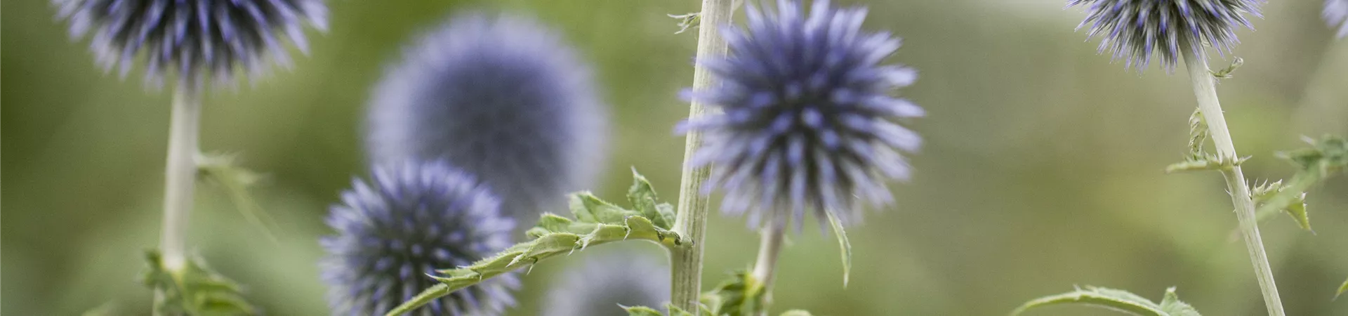 Echinops ritro, Kugeldistel - Baumschule Schumann