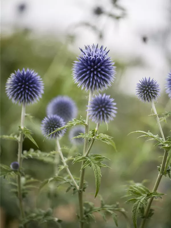 Echinops ritro, Kugeldistel - Baumschule Schumann