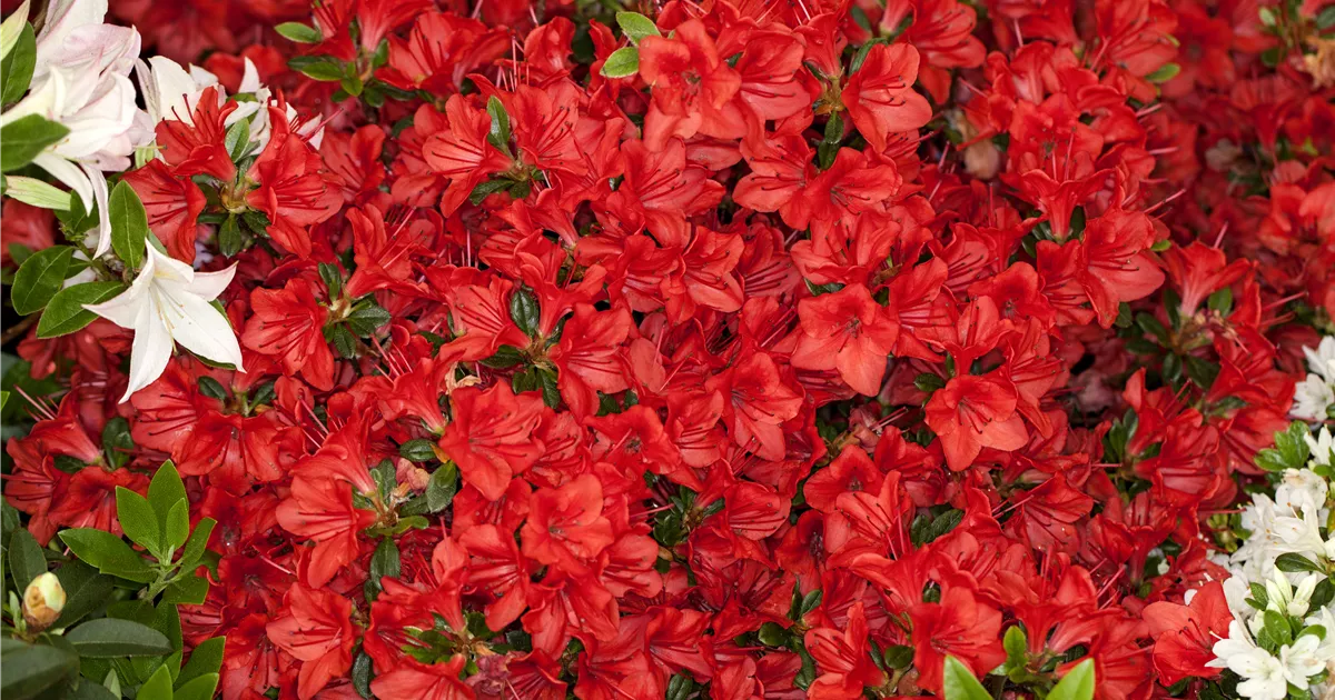 Rhododendron obtusum, Japanische Azalee - Baumschule Schumann