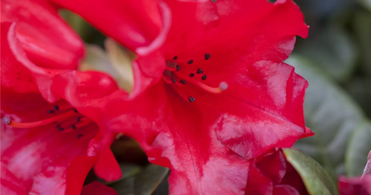 Rhododendron repens 'Scarlet Wonder', Zwergrhododendron 'Scarlet Wonder ...