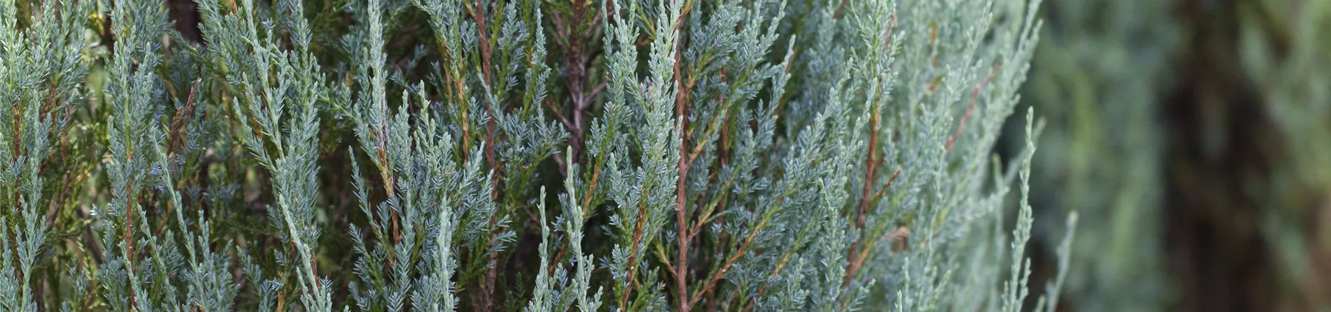 Juniperus virginiana 'Blue Arrow', Virginischer Wacholder 'Blue Arrow ...