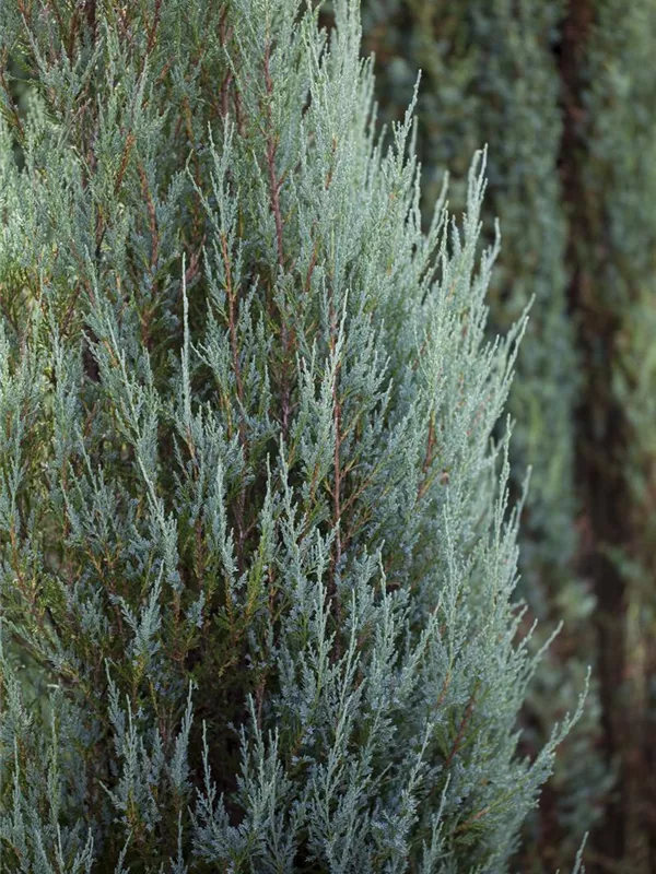 Juniperus virginiana 'Blue Arrow', Virginischer Wacholder 'Blue Arrow ...
