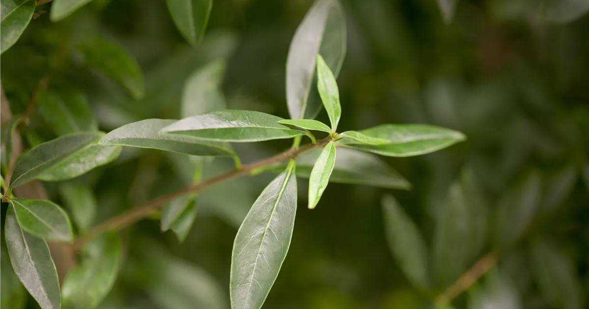 Ligustrum vulgare, Gemeiner Liguster - Baumschule Schumann