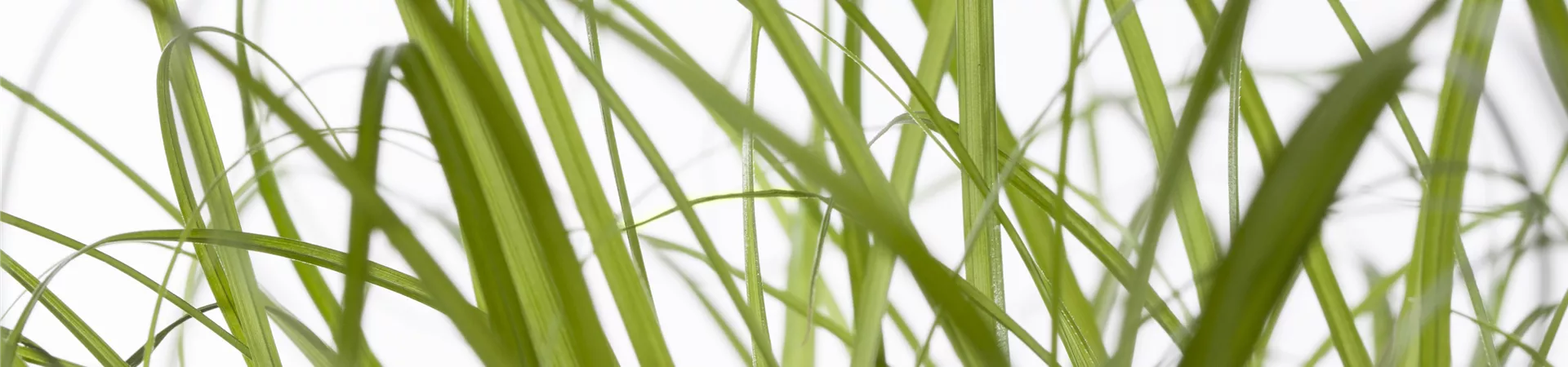 Cyperus zumula, Katzengras - Baumschule Schumann