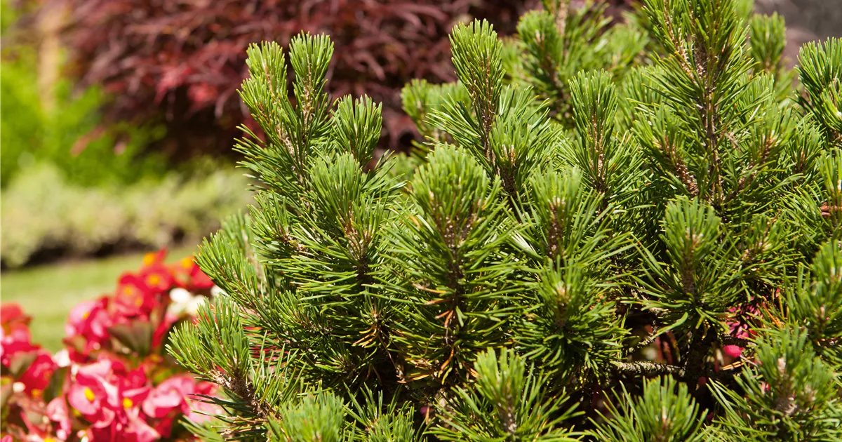 Pinus mugo 'Mops', Kugel-Kiefer 'Mops' - Baumschule Schumann