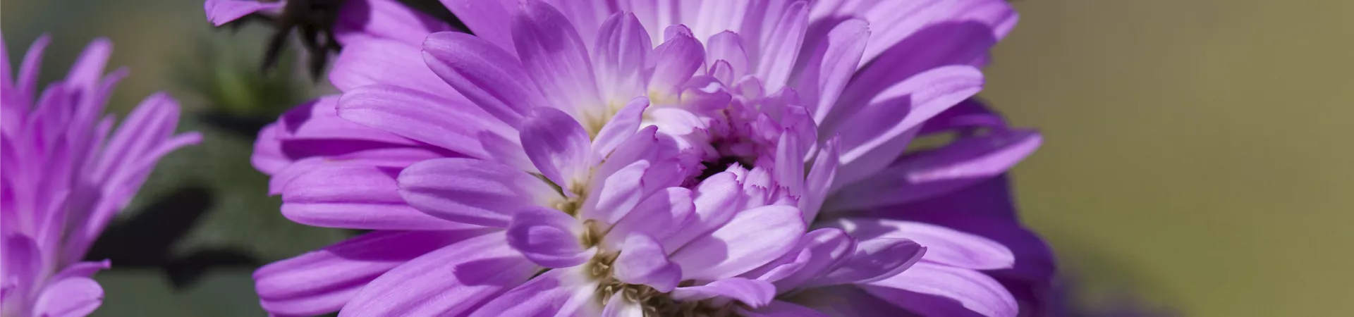 Aster 'Victoria'®, Glattblatt-Aster 'Victoria'® - Baumschule Schumann