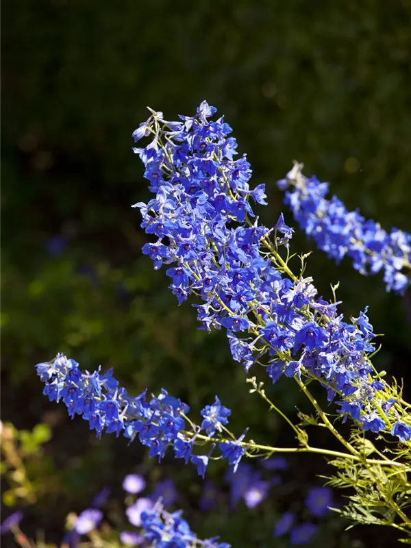 Delphinium x cultorum, Englischer Garten-Rittersporn - Baumschule Schumann