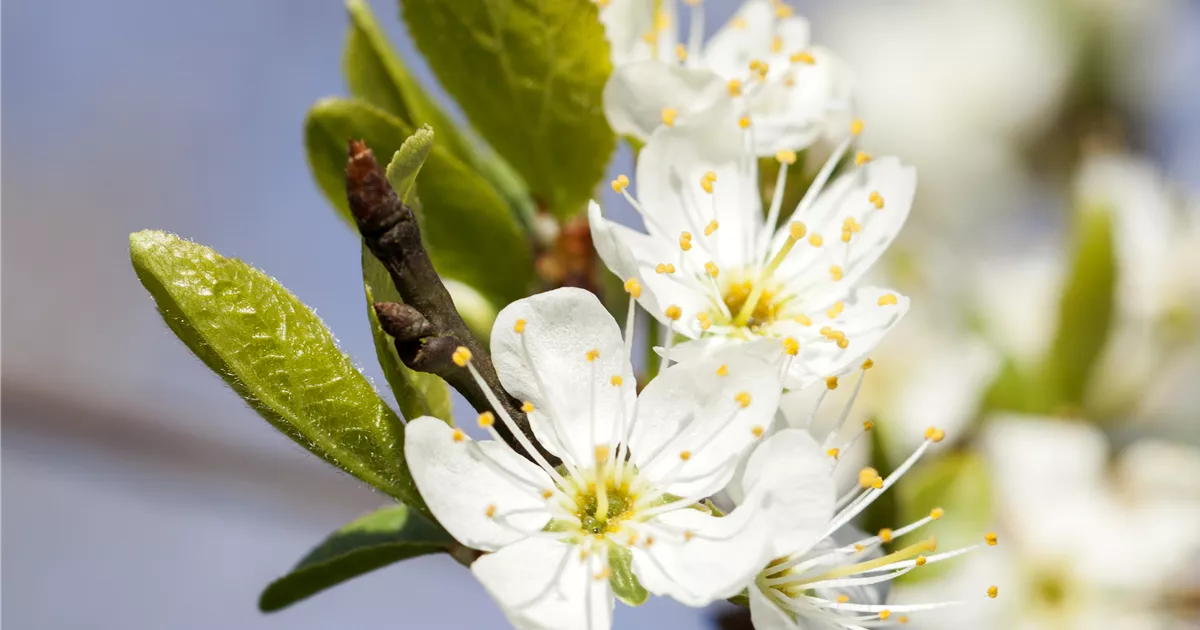 Prunus domestica subsp. syriaca, Mirabelle - Baumschule Schumann